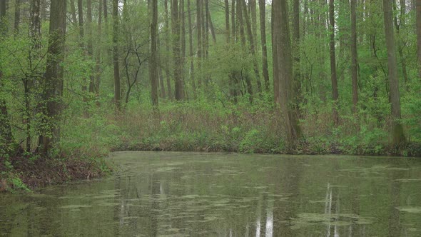 Pond 4K, Stock Footage | VideoHive