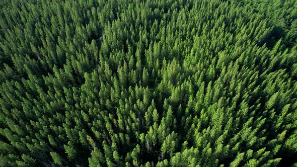 Beautiful tropical pine forest. 4K, Stock Footage | VideoHive