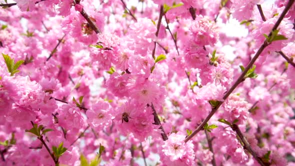 Bee Collecting Pollen From Pink Cherry Blossom on the Sakura Tree ...