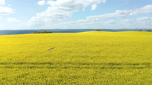 Lakeside Canola Field in Jutland, Denmark, Stock Footage | VideoHive
