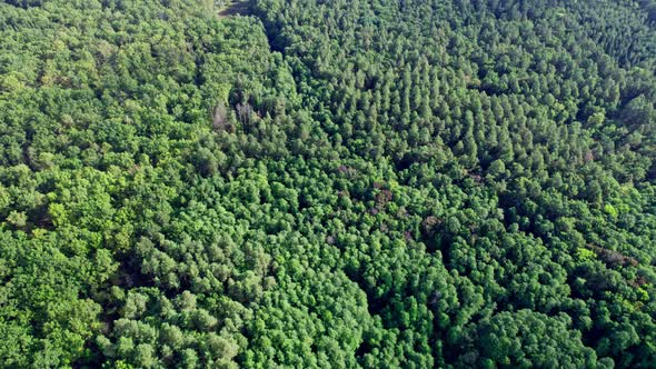 Trees Top View Forest Background, Stock Footage | VideoHive