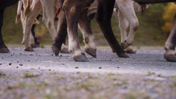 Cows' feet walking view, Stock Footage | VideoHive