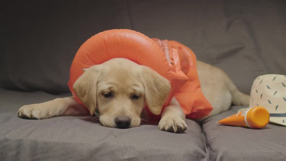 Lovely Labrador Retriever Puppy Wearing Orange Life Vest and Dreaming ...