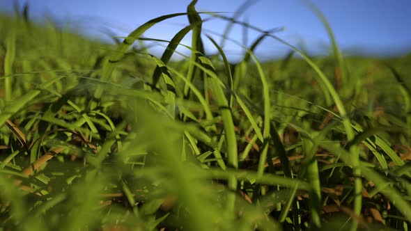 Camera Moving Slowly Through Wild Grass, Motion Graphics | VideoHive