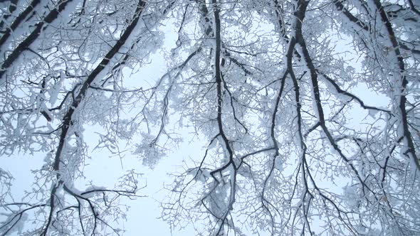 Snowflakes falling on tree branches. Trees covered with snow in winter ...