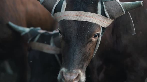 Cattle slow motion in corral, Stock Footage | VideoHive