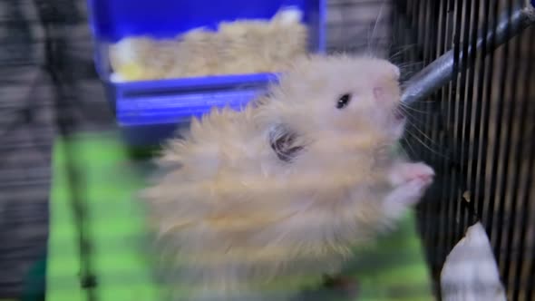 Fluffy Little Hamster Drinks Water in His Cage, Stock Footage | VideoHive