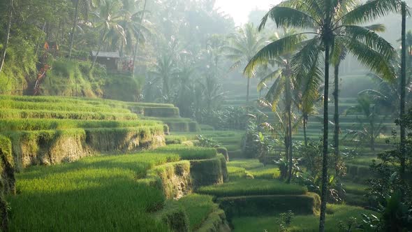 Rice Terrace Field. Ubud. Bali. Indonesia., Stock Footage | VideoHive
