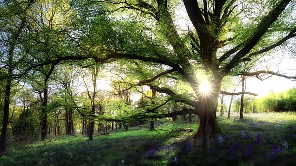 Tree, Motion Graphics | VideoHive