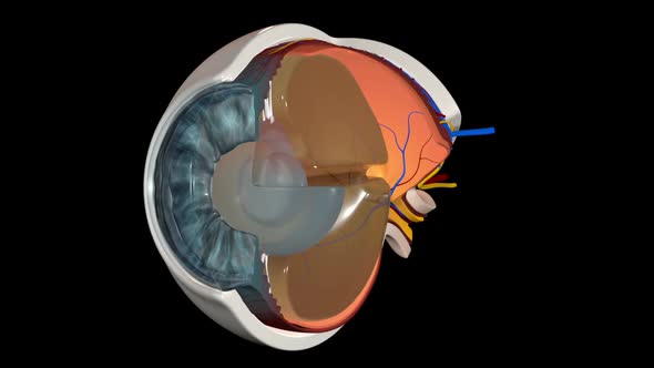 Human Eye Anatomy, Motion Graphics | VideoHive