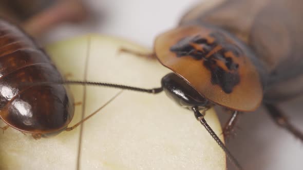 Cockroaches Eating Fruit Closeup, Stock Footage | VideoHive