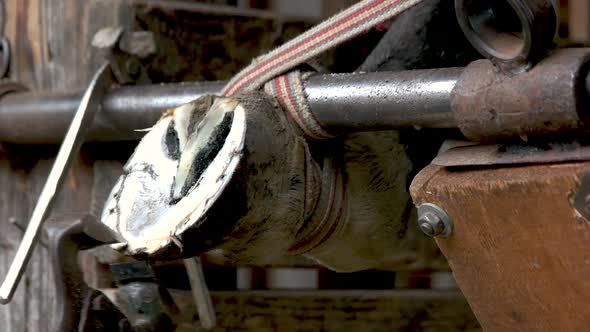 Farrier Trimming Horse Hoof with a Horse Pincer, Stock Footage | VideoHive