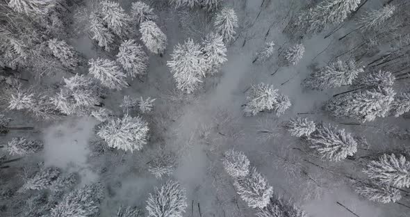 Top Down overhead Aerial View Of Snowy Trees, Stock Footage | VideoHive