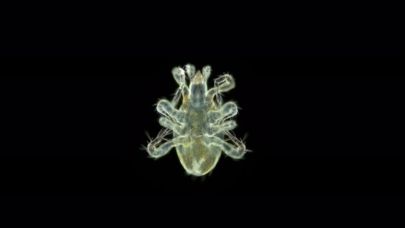 Acari Mite Mesostigmata Under Microscope Parasitoidea Superfamily ...