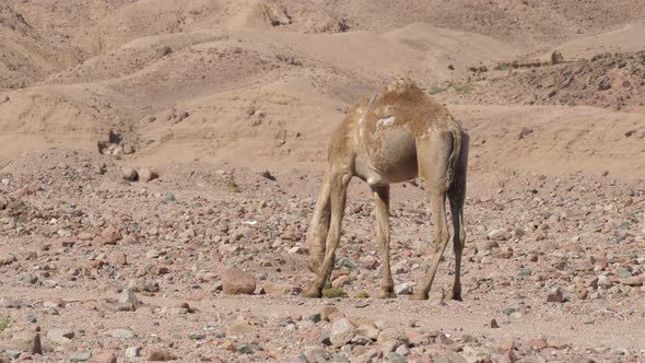 Exhausted Sick Camel Looking for Food in Desert, Stock Footage | VideoHive