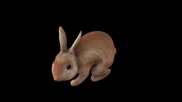 Brown Rabbit Idle View From Top Angle Front, Motion Graphics | VideoHive