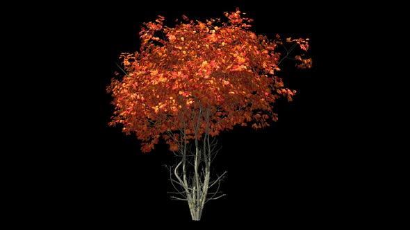Autumn Tree With Foliage, Motion Graphics | VideoHive