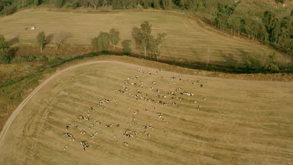 Sheep Graze in a Field Next To the Kibbutz Beit Zera in Israel, Stock ...