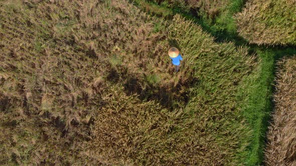 Aerial View on Farmers Gathering Rice on a Big Rice Field, Stock Footage