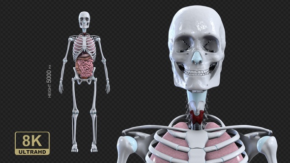 Skeleton And Viscera Rotate, Motion Graphics | VideoHive