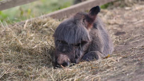 A cute little newborn miniature mediterranean donkey with a fringe and ...