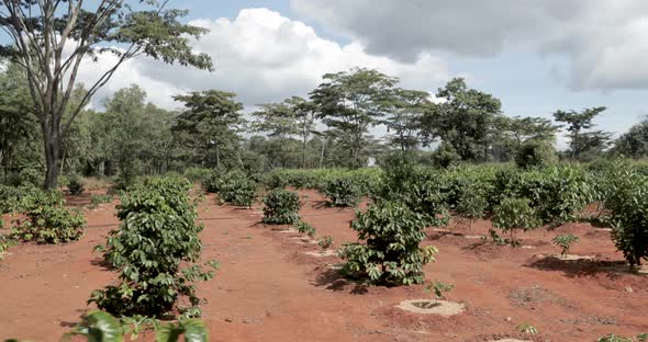 Fruit tree plantation with peanut plants and other exotics in Malawi ...