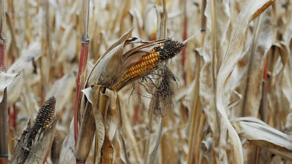 Rotten and Infested Corn Closeup in the Field Poor Harvest, Stock Footage