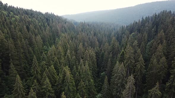 Pinewood Forest, Stock Footage | VideoHive