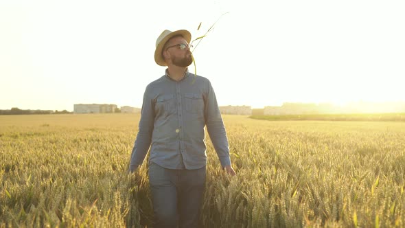 Farmer with Wheat Ears in Mouth Walks Among the Field and Looks at Sky ...