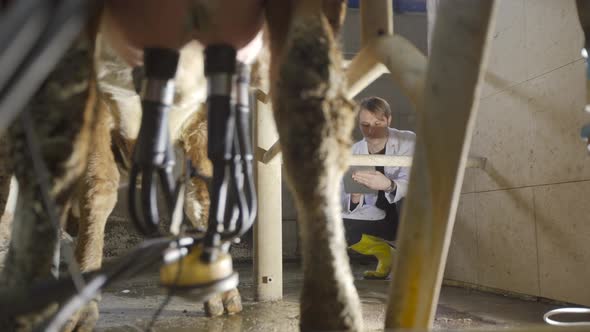 Modern cow milking parlor., Stock Footage | VideoHive