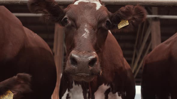 Portrait of Cow with Sad-looking Eyes, Stock Footage | VideoHive