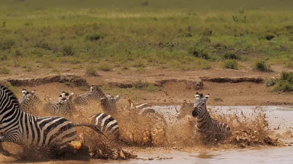 Wild Dazzle of Zebras Cooling in Watering Pond and Scared By ...
