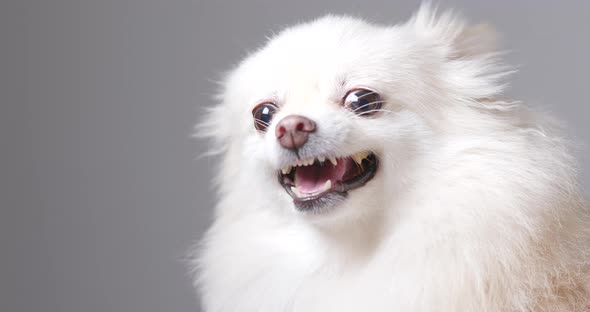 Angry Pomeranian dog, Stock Footage | VideoHive