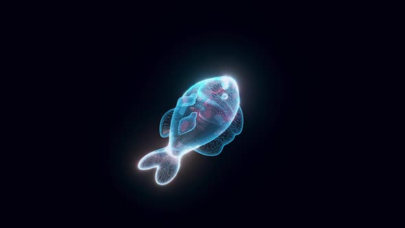 Stylized Fish Hologram Hd, Motion Graphics | VideoHive