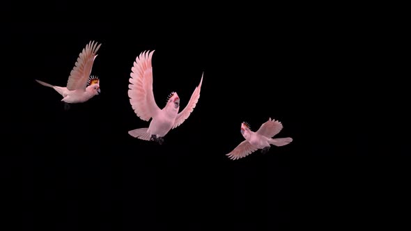 White Doves - Flock of 5 - Flying Transition by VideoMagusFX | VideoHive