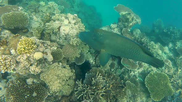 A large blue and green groper fish or Australian wrasse filmed on the ...