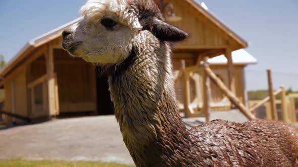 Alpaca Being Washed in a Farmhouse, Stock Footage | VideoHive
