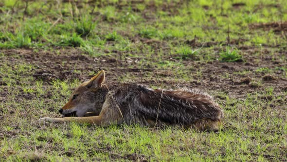 Black-backed Jackal Nibbling Bone In The Ground At Central Kalahari ...