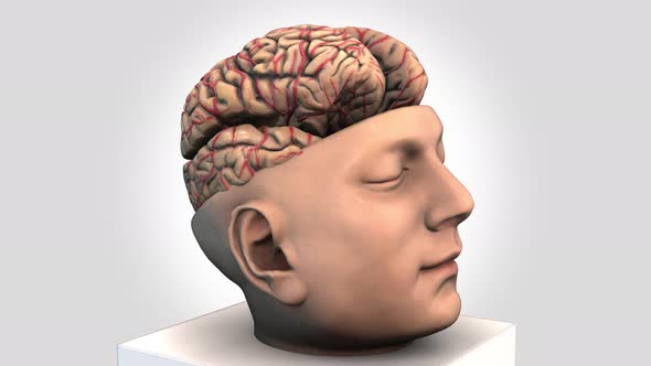 Size Intracranial Brain Structure Rotation Zoom Out Details Back ...