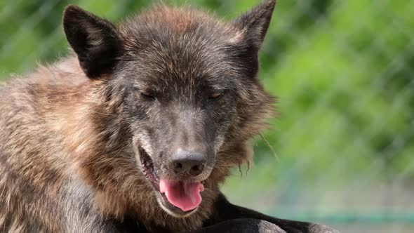 The Old Black Wolf is Breathing Hard in Sunny Weather, Stock Footage