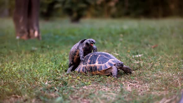 Two Turtle On Green Garden. Two Turtle Making Love. Spring Mating ...