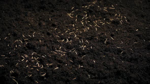 Seeds Are Scattered Onto The Soil, Stock Footage | VideoHive