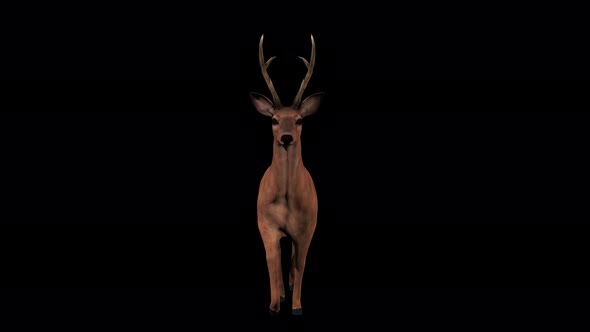 4K Deer Walk Front View, Motion Graphics | VideoHive