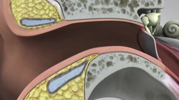 Inner ear. Hearing process., Motion Graphics | VideoHive