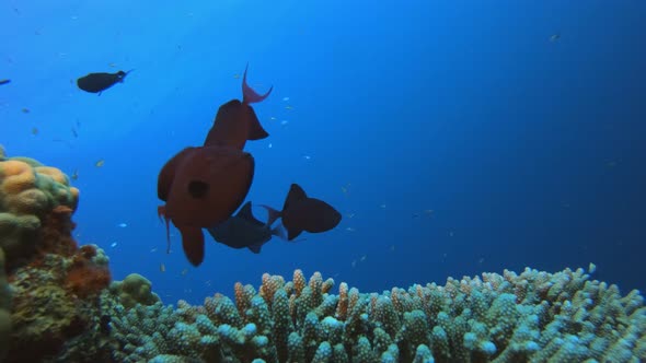 Underwater Red-tooth Trigger-fish, Stock Footage | VideoHive