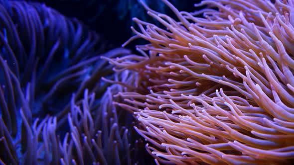Colorful Neon Coral Reefs and Anemones Swaying Slowly, Stock Footage