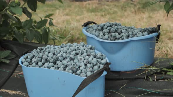Blueberry Harvest Is Collected in Containers Ready for Transportation ...