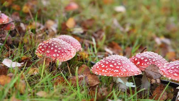Red Mushrooms, Stock Footage | VideoHive