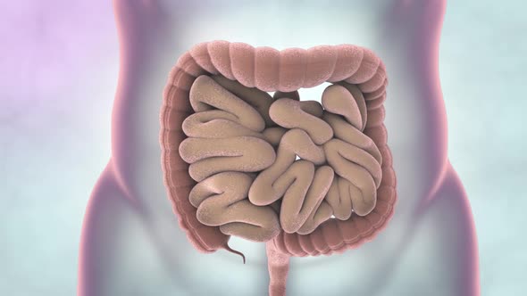 Human Digestive System Anatomy Animation Concept. 3D, Motion Graphics