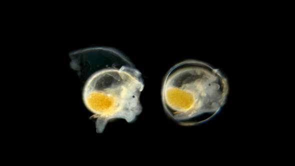 Snail. Two Snails Under the Microscope, Stock Footage | VideoHive